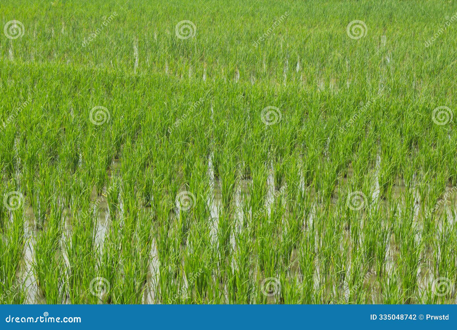Green Rice Field Background Nature Stock Photo - Image of farming ...