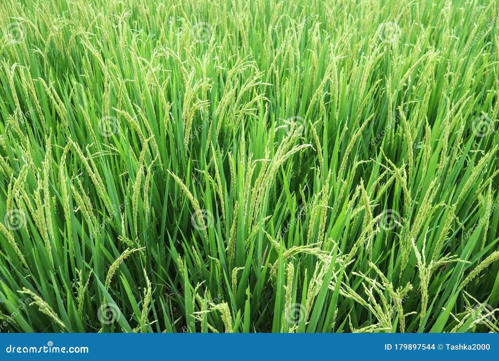 Green rice field stock photo. Image of background, garden - 179897544