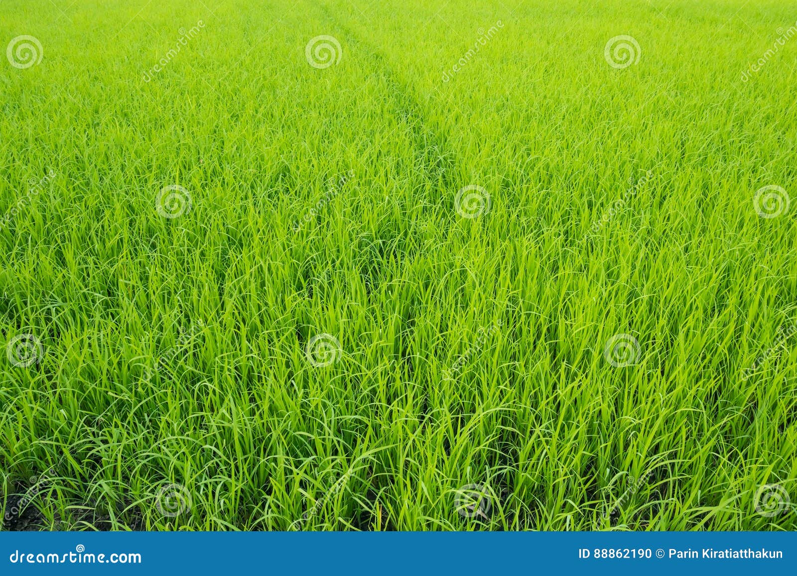 Green Rice Field Background. Stock Photo - Image of vegetation, farming ...