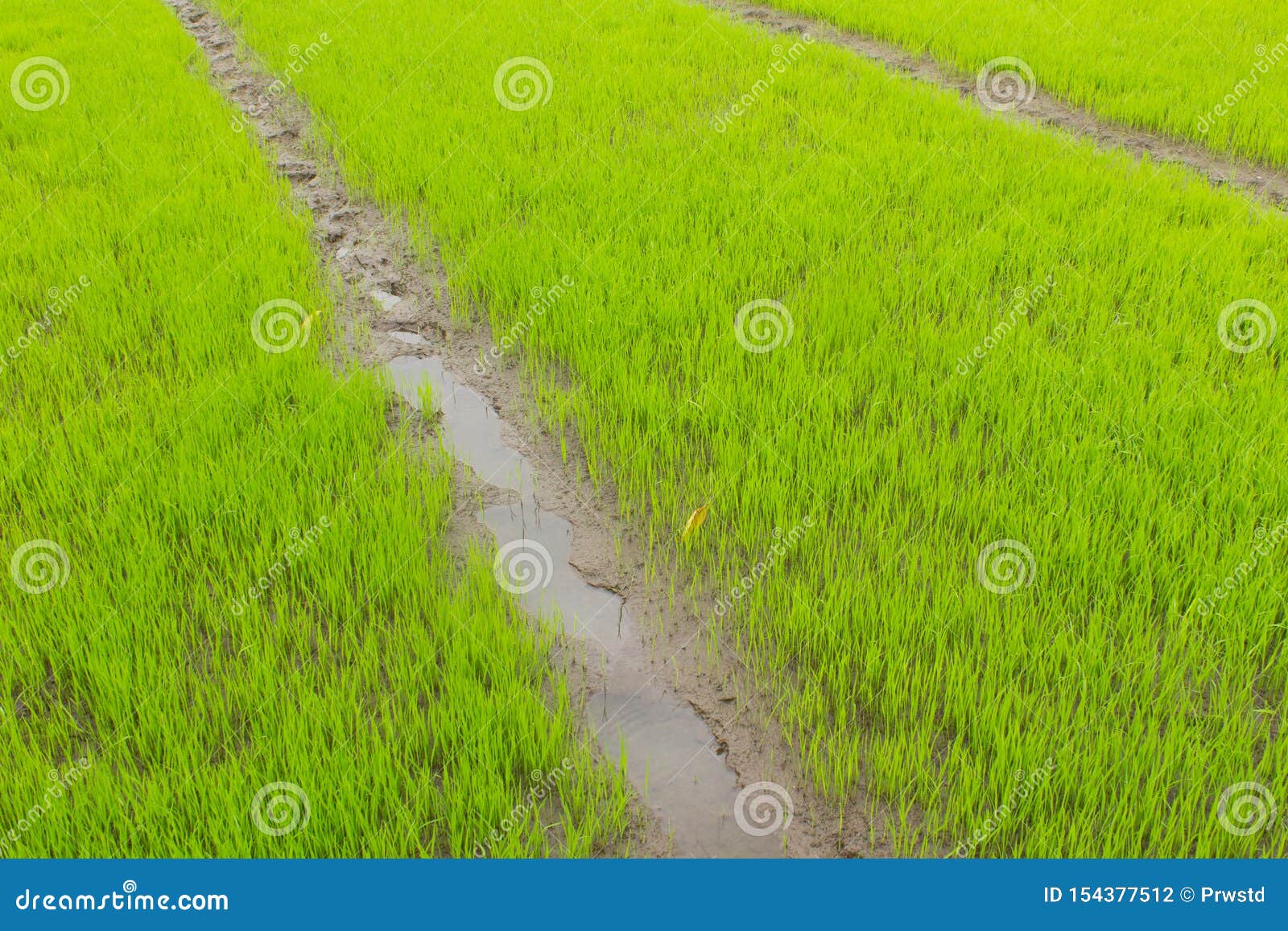 Green Rice Field , Background Stock Photo - Image of grassland ...