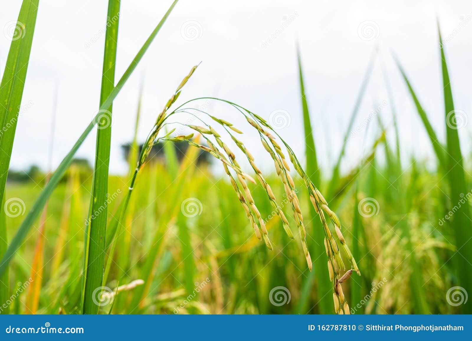 Green Rice Field Background Stock Photo - Image of rice, food: 162787810
