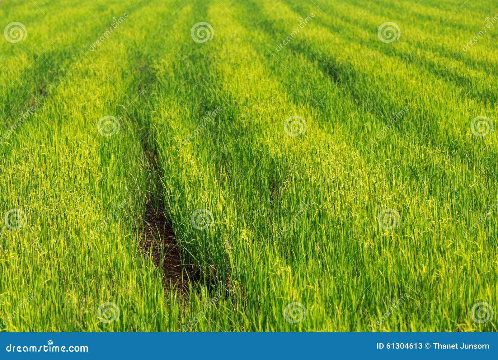 Green Rice Field Background on Sunshine Stock Image - Image of growth ...