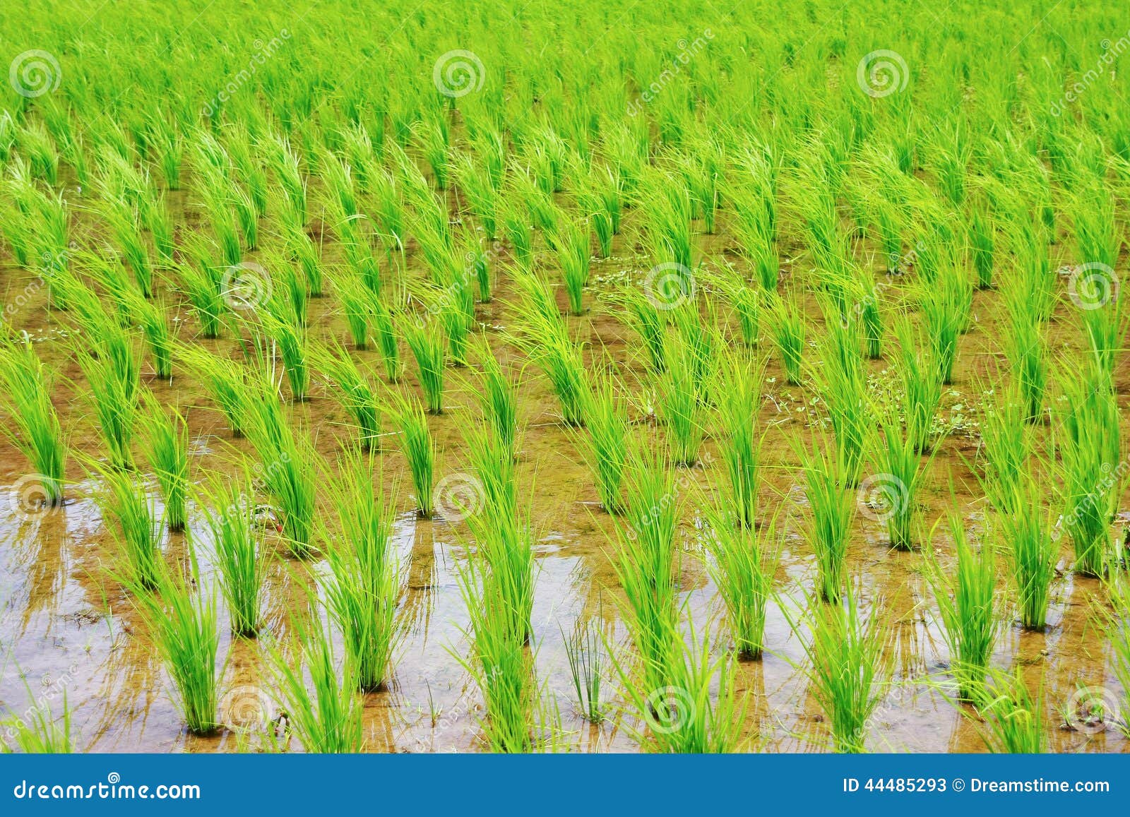 Green rice field stock image. Image of plant, field, harvest - 44485293