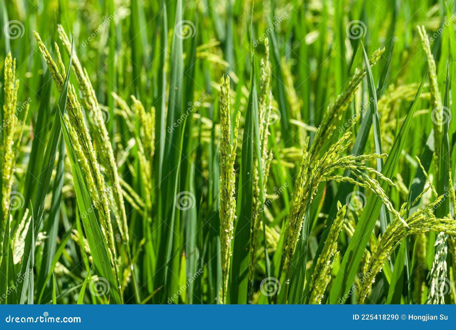 Green Rice Field, Beatiful Green Rice Fields Close Up Stock Photo ...