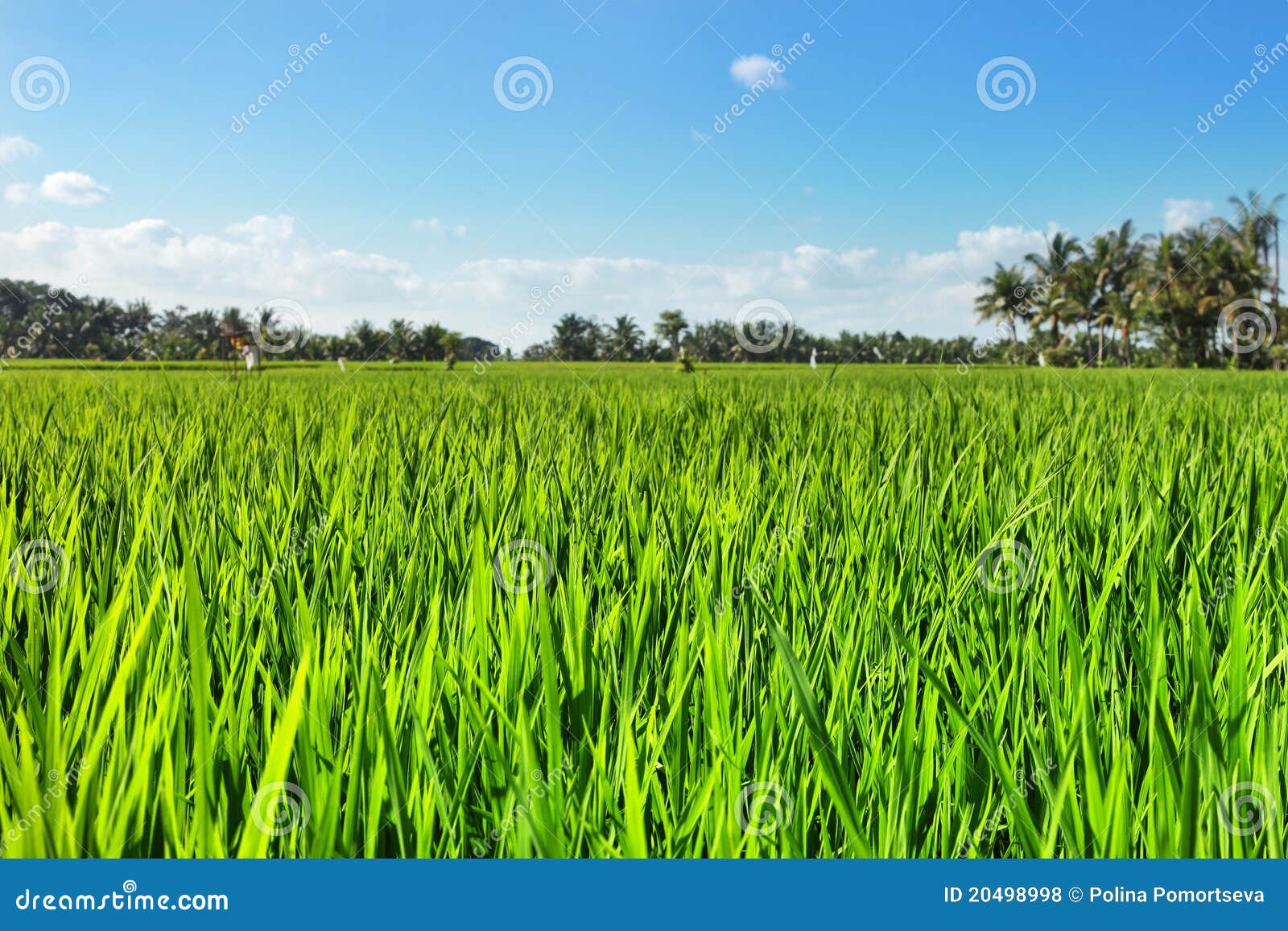 Green Rice Field with Blue Sky Stock Photo - Image of farm, asia: 20498998