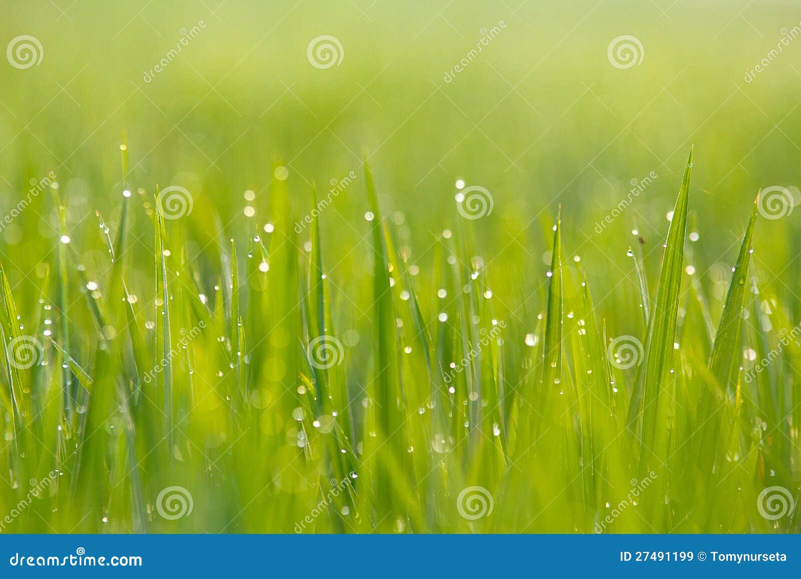 Green Rice Fields On Terraced In Thailand, Rice Field Or Rice Terraces ...
