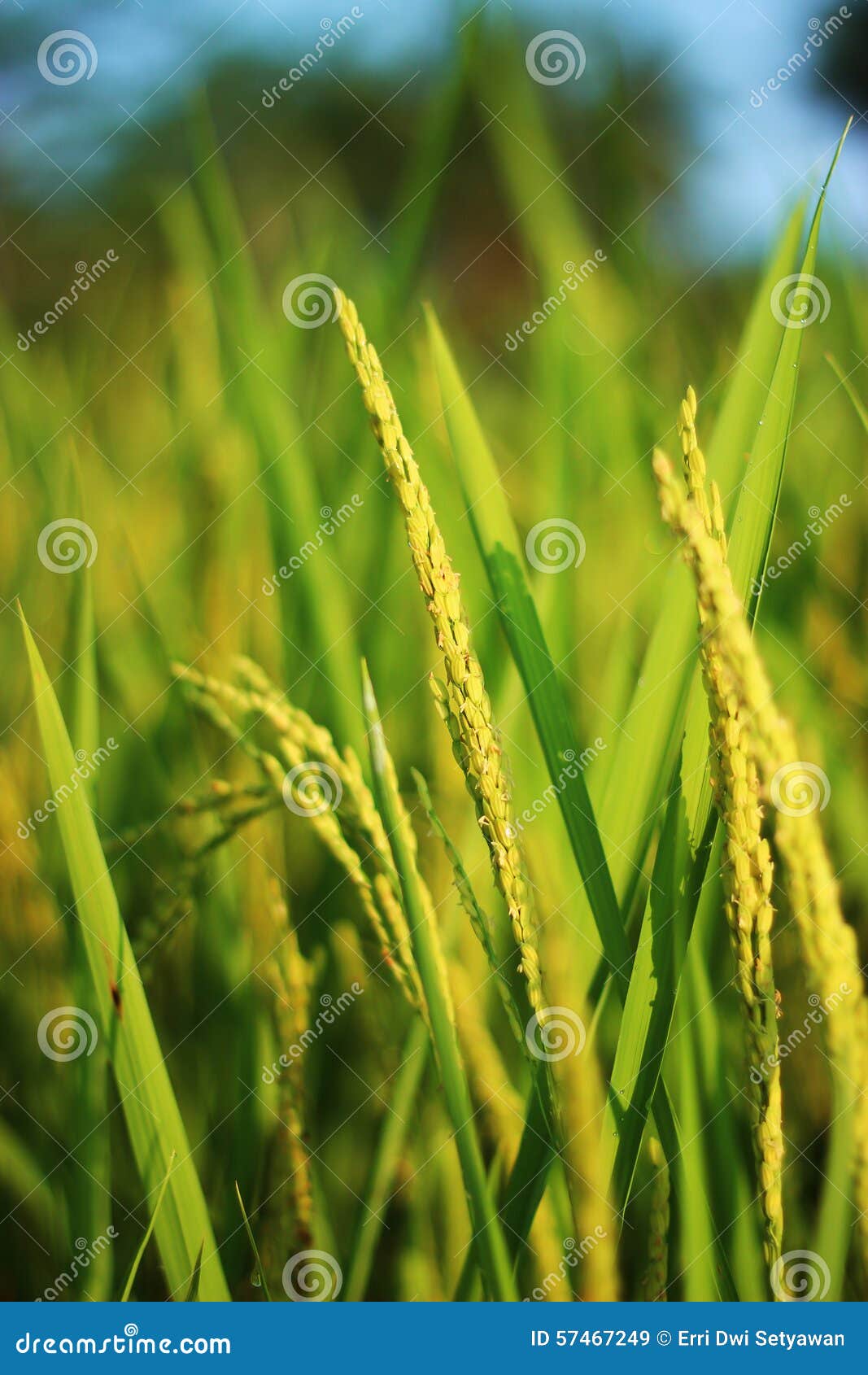 Green rice field stock image. Image of macro, paddy, plant - 57467249