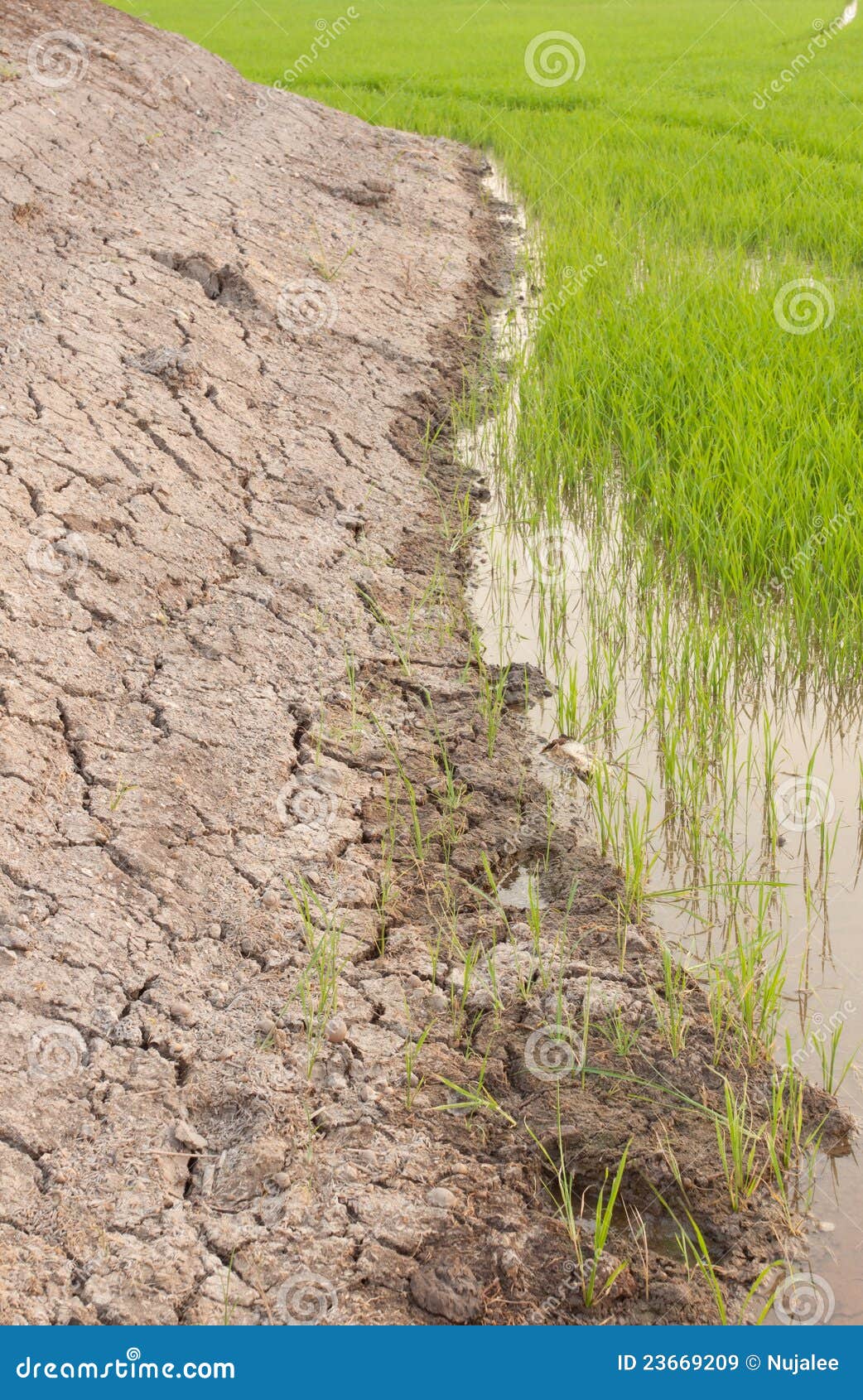 Green Rice Field and Dry Soil Stock Image - Image of agriculture, green ...