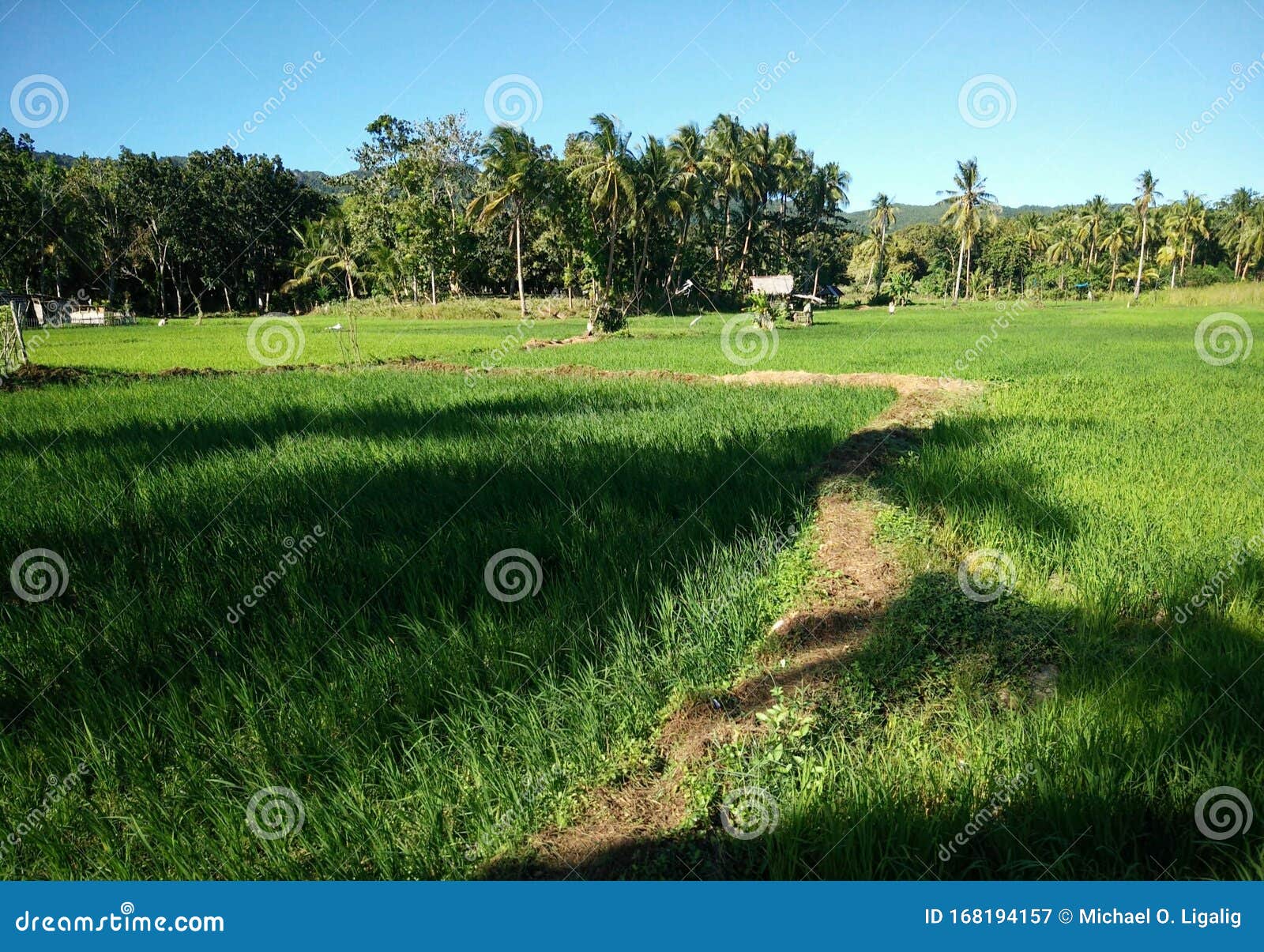 Green Rice Field Farm in Bohol, Philippines Stock Image - Image of ...