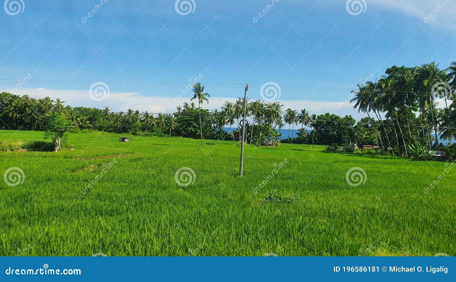 Green Rice Field Farm in Bohol, Philippines Stock Image - Image of ...