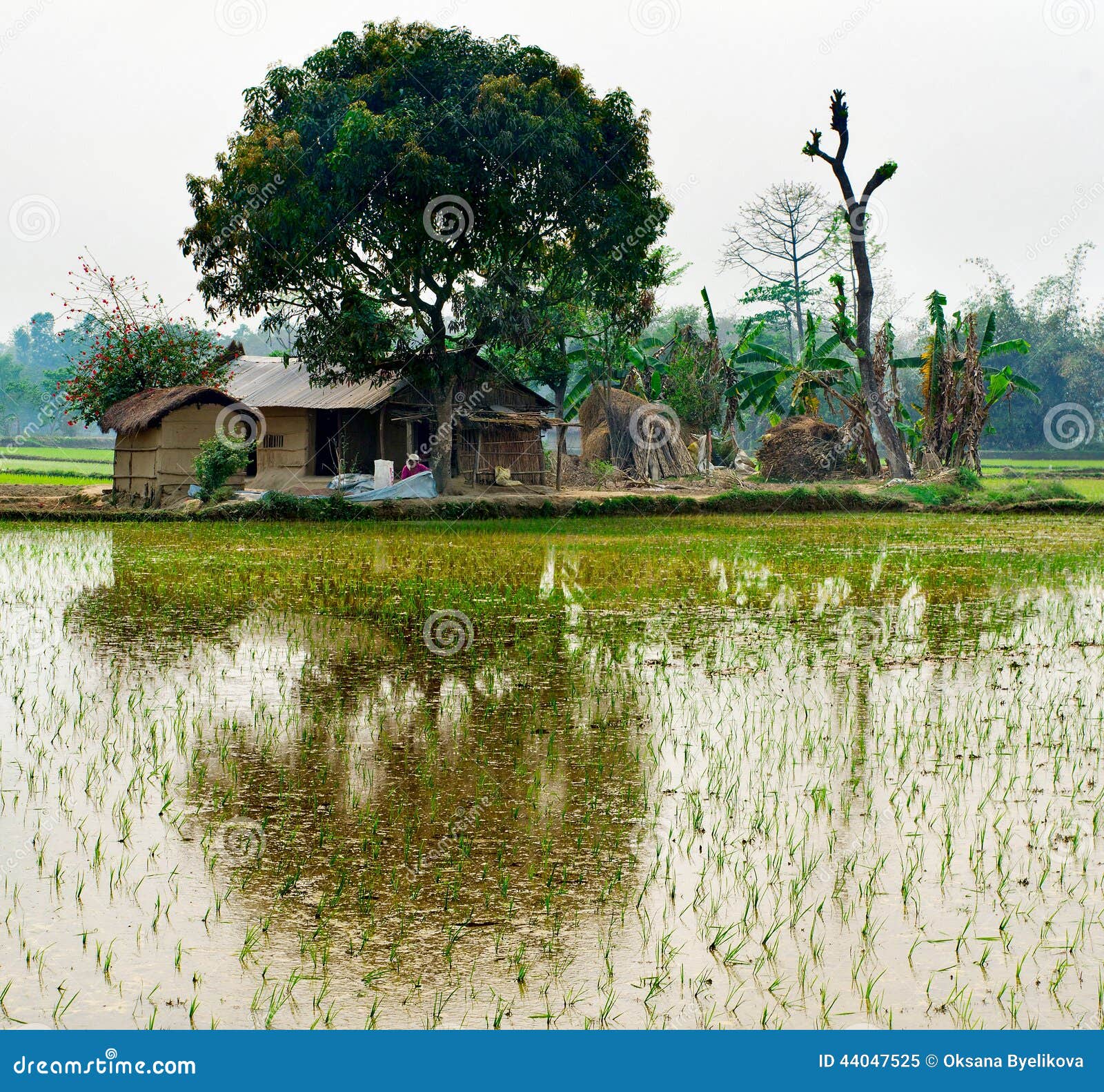 Green rice field and hut stock image. Image of farming - 44047525
