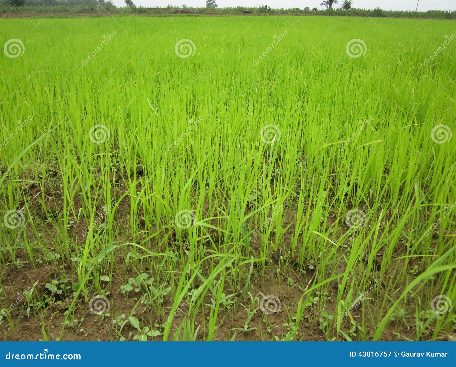 Green Rice Field stock image. Image of rice, nature, asian - 43016757