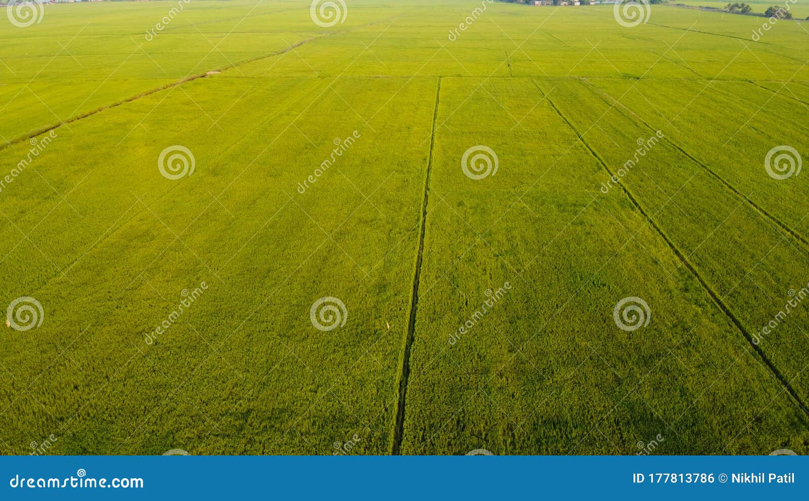 Green Rice field in India stock photo. Image of harvest - 177813786