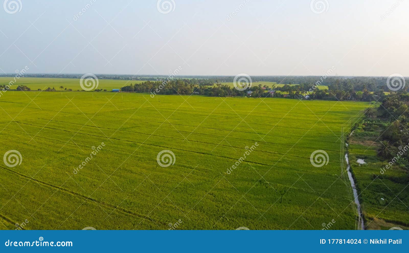 Green Rice field in India stock photo. Image of cloud - 177814024