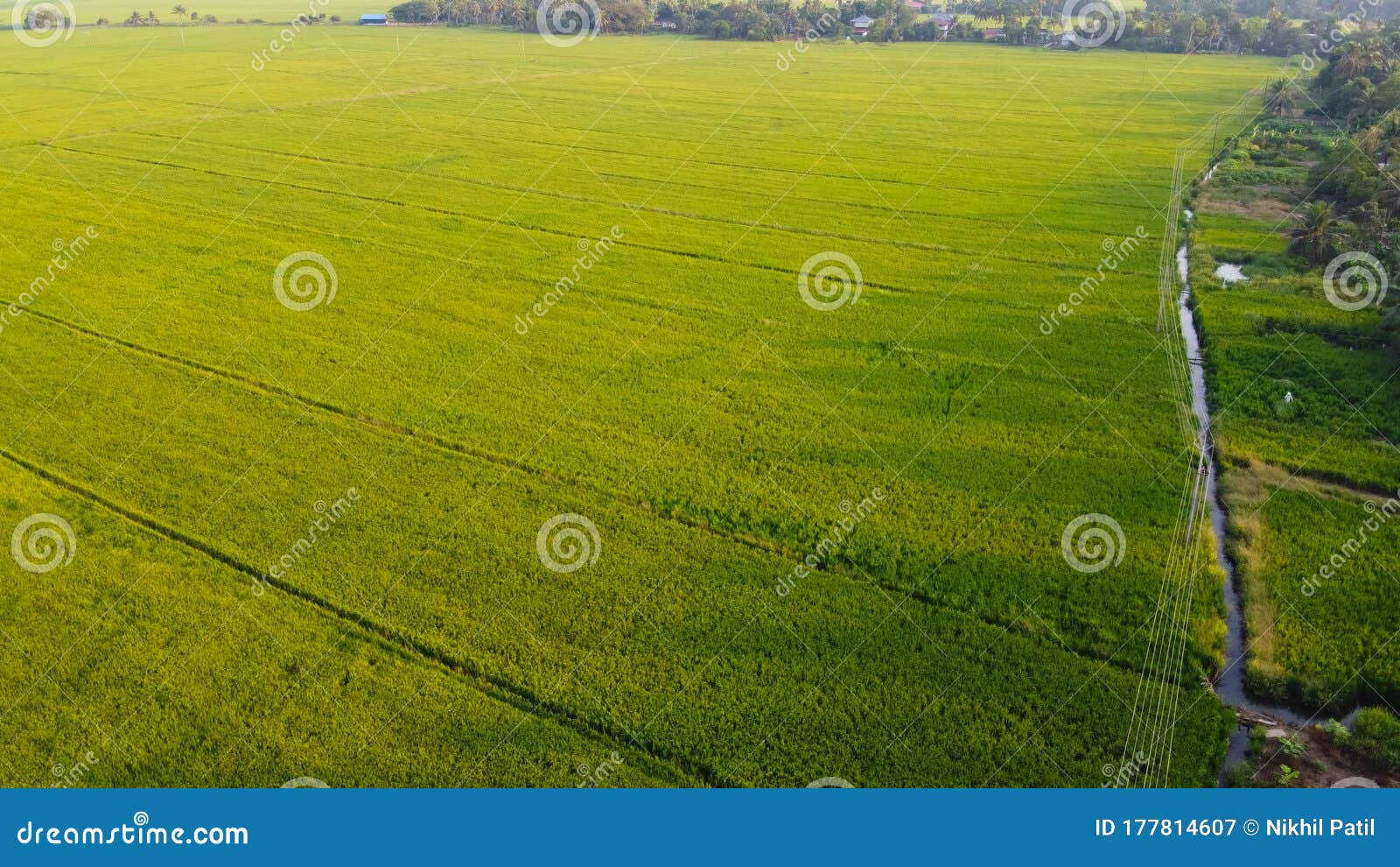 Green Rice field in India stock image. Image of field - 177814607
