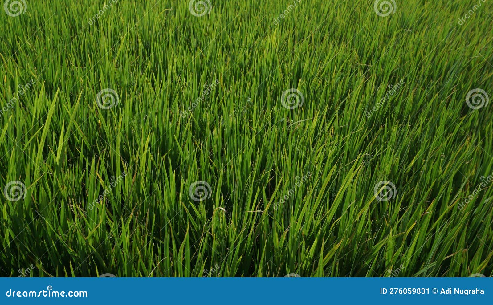 Green Rice Field in Indonesia. Stock Image - Image of nature, view ...