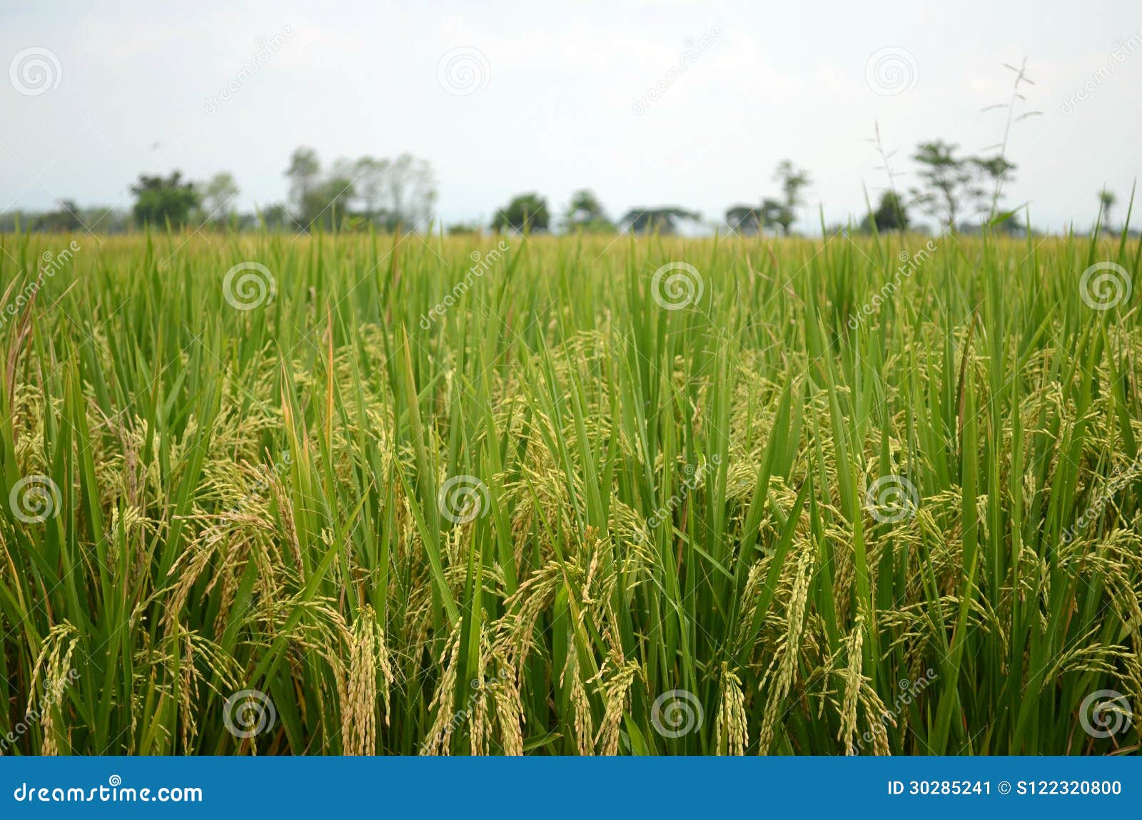 Green Rice Field stock image. Image of rice, java, indonesia - 30285241