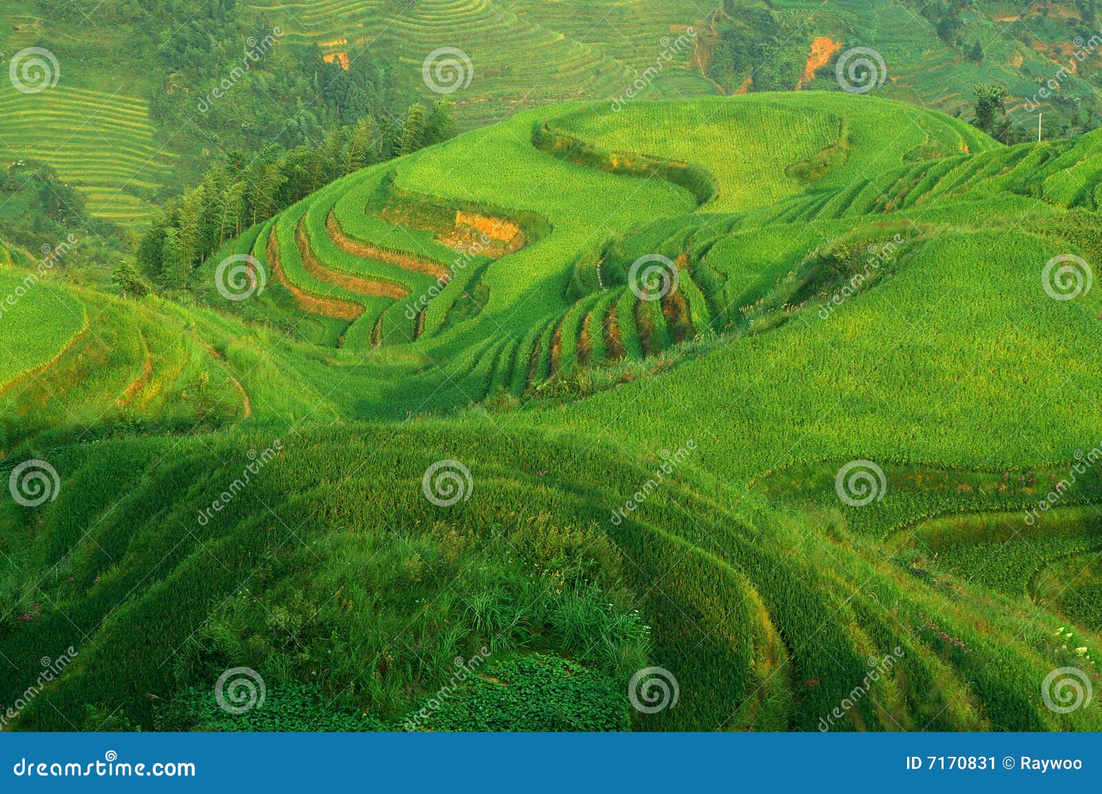 Green rice field landscape stock image. Image of geoponics - 7170831