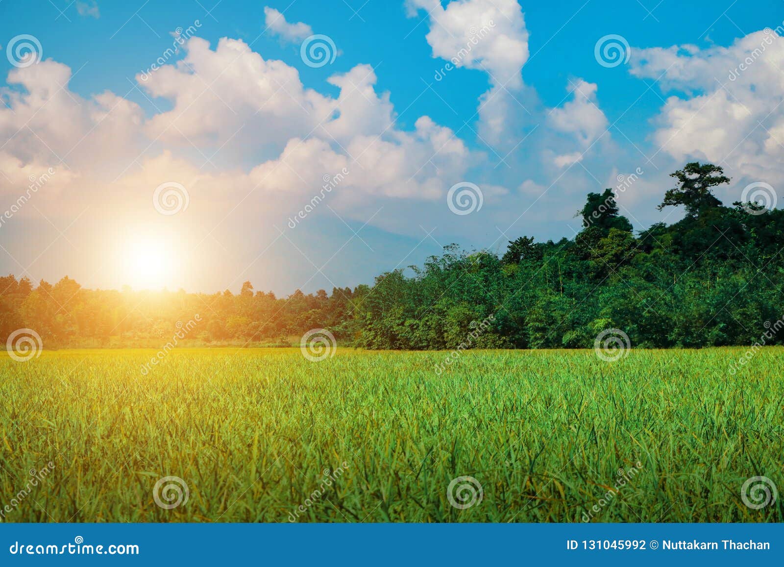 Green Rice Field in the Morning Sunset Light Blue Sky Stock Photo ...