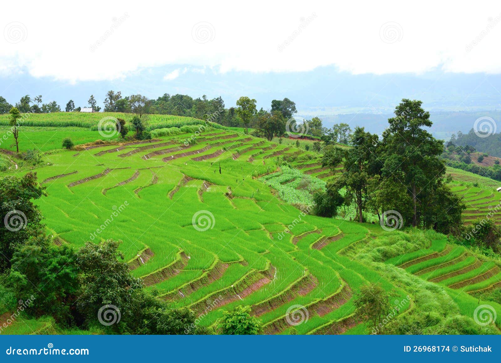 Green Rice Field in Mountain Stock Photo - Image of harvesting ...