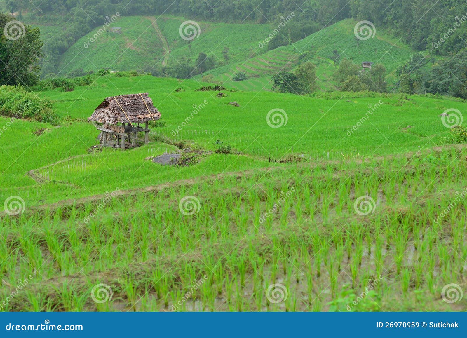 Green Rice Field in Mountain (focus the Hut) Stock Image - Image of ...