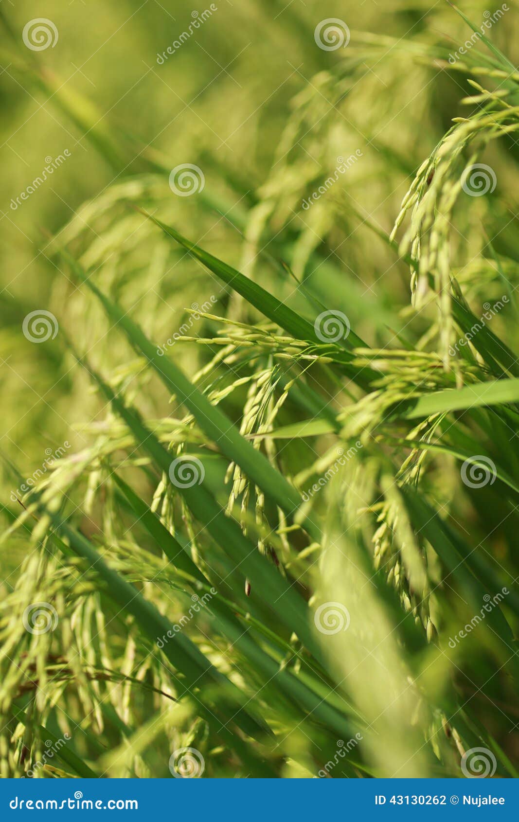 Green rice field stock photo. Image of grow, organic - 43130262