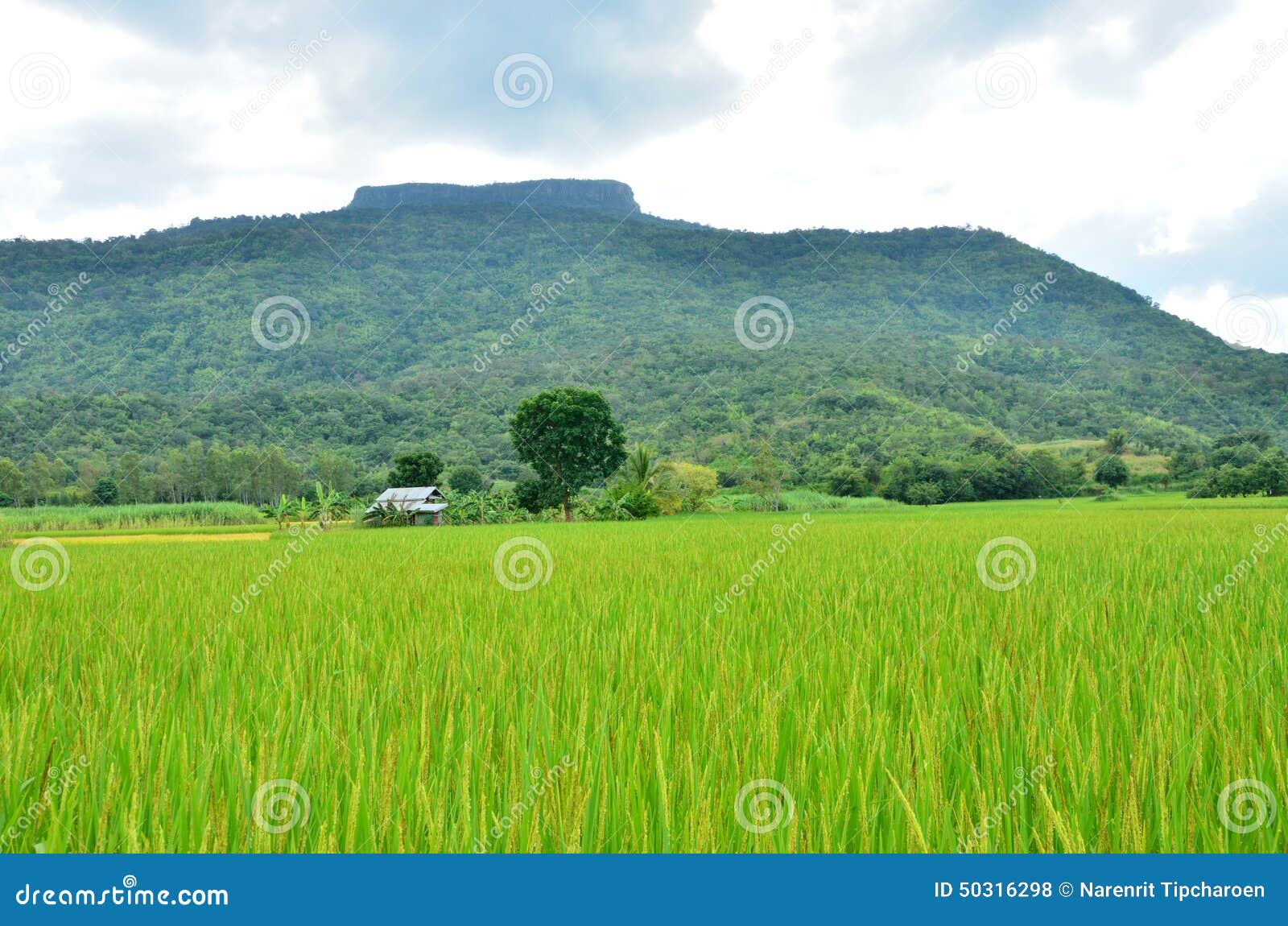 Green Rice field of nature stock photo. Image of landscape - 50316298