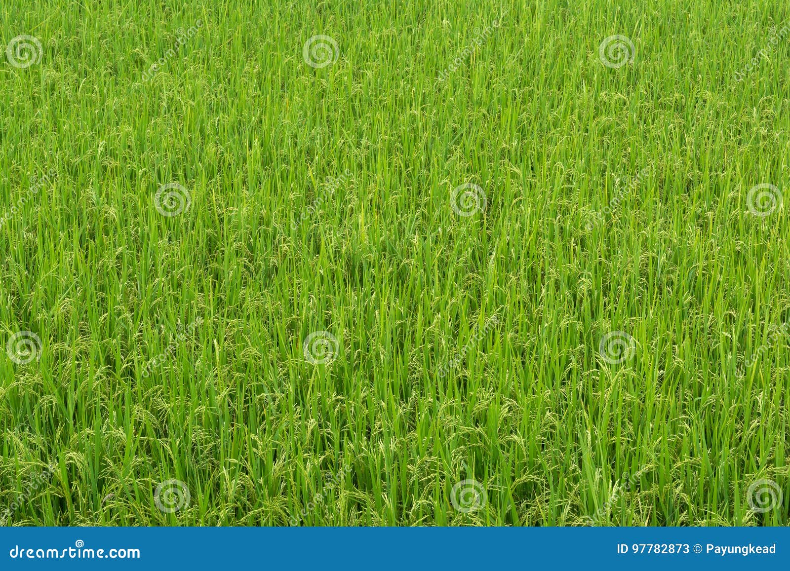 Green rice field pattern stock image. Image of asia, grain - 97782873