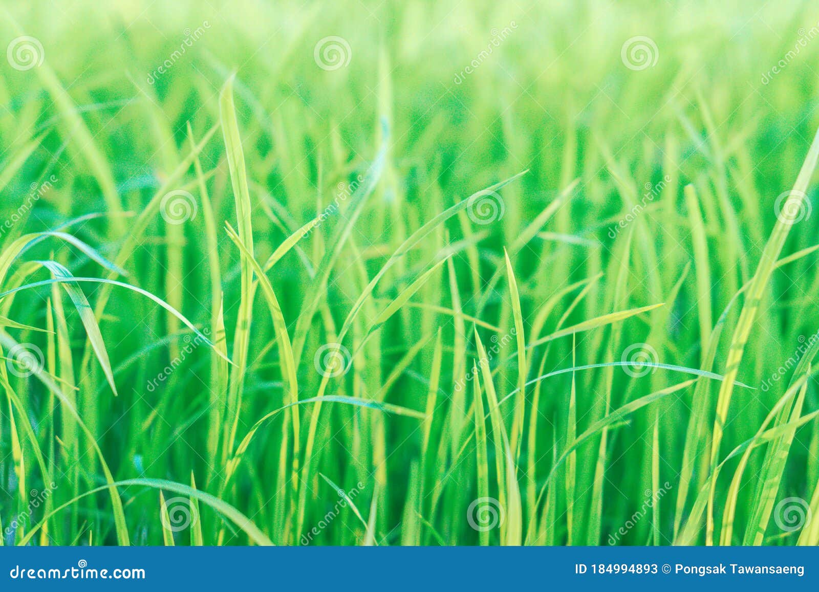 Green Rice Field in Rain Season Stock Image - Image of seed, plantation ...