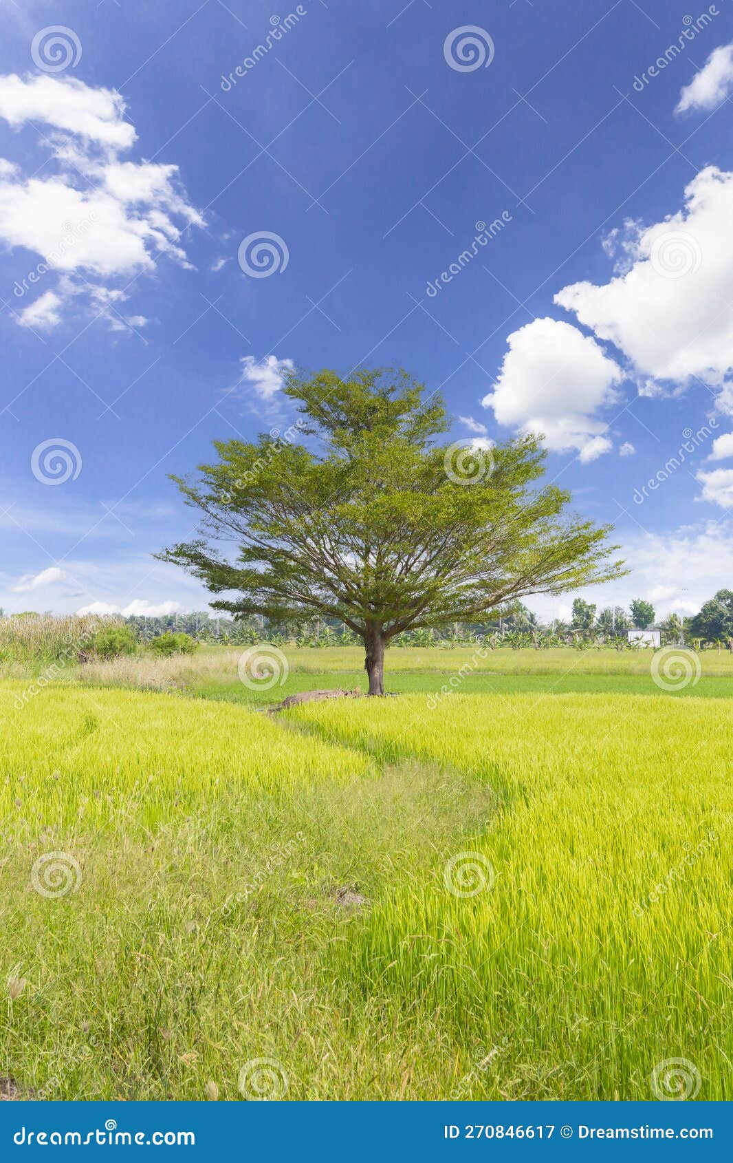 The Green Rice Field with Sky and Cloud Background. Natural Concept ...