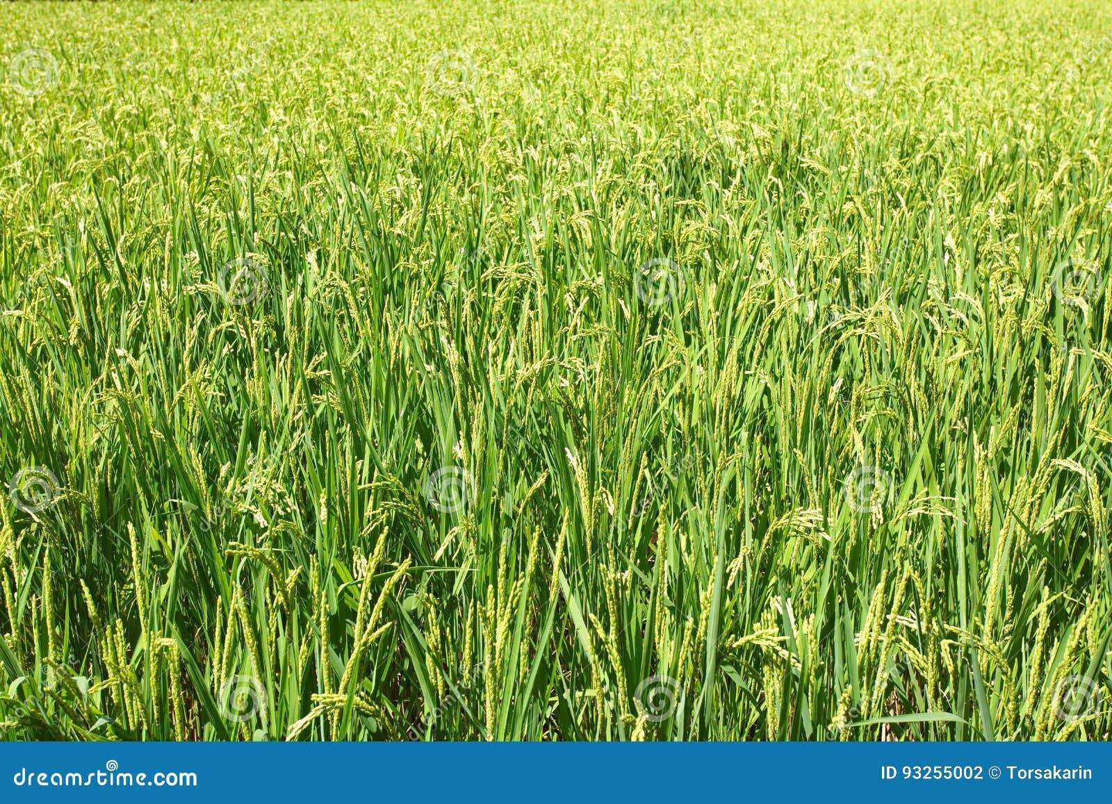 Green Rice Field in summer stock photo. Image of landscape - 93255002