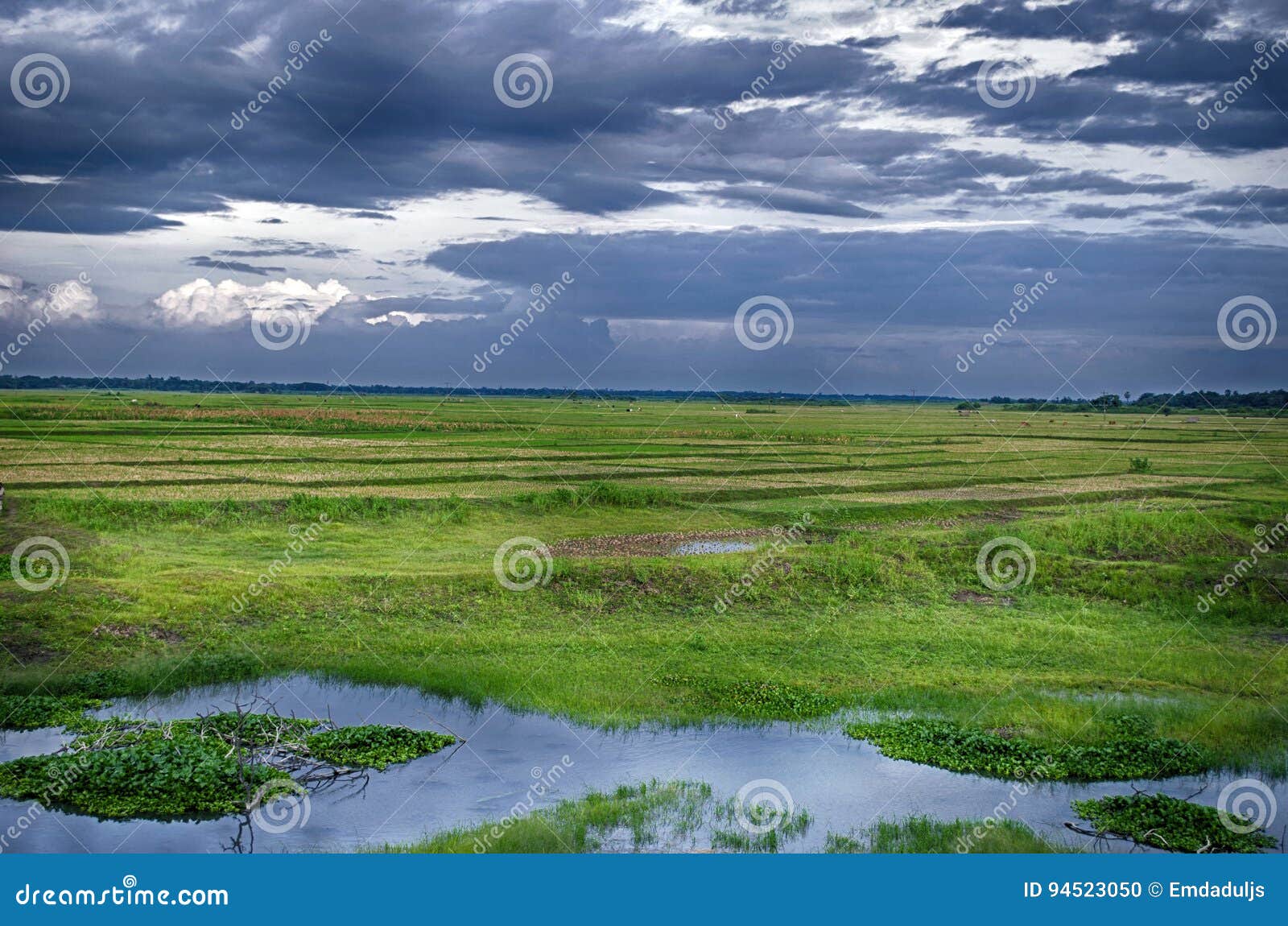 Green Rice Field in Summer with Cloudy Stock Photo - Image of staple ...