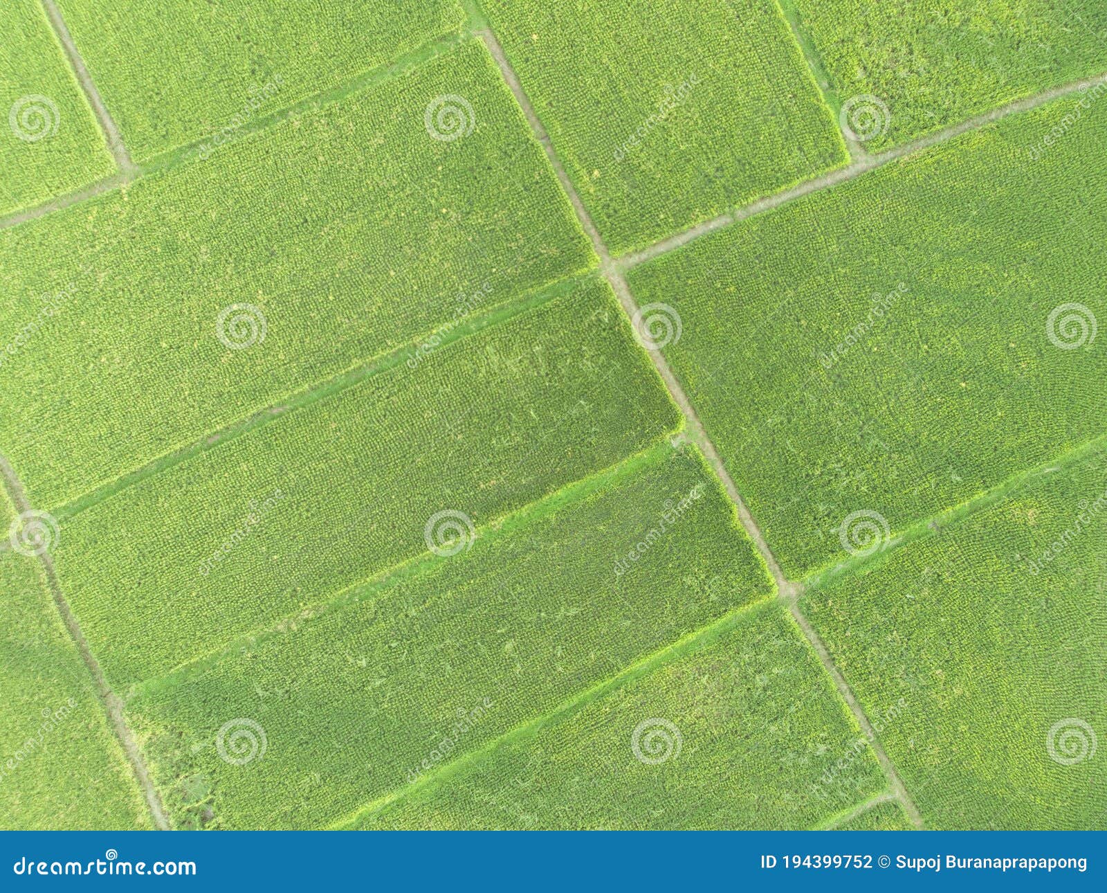 Green Rice Field Texture Aerial View by Drone. Aerial View of the Green ...