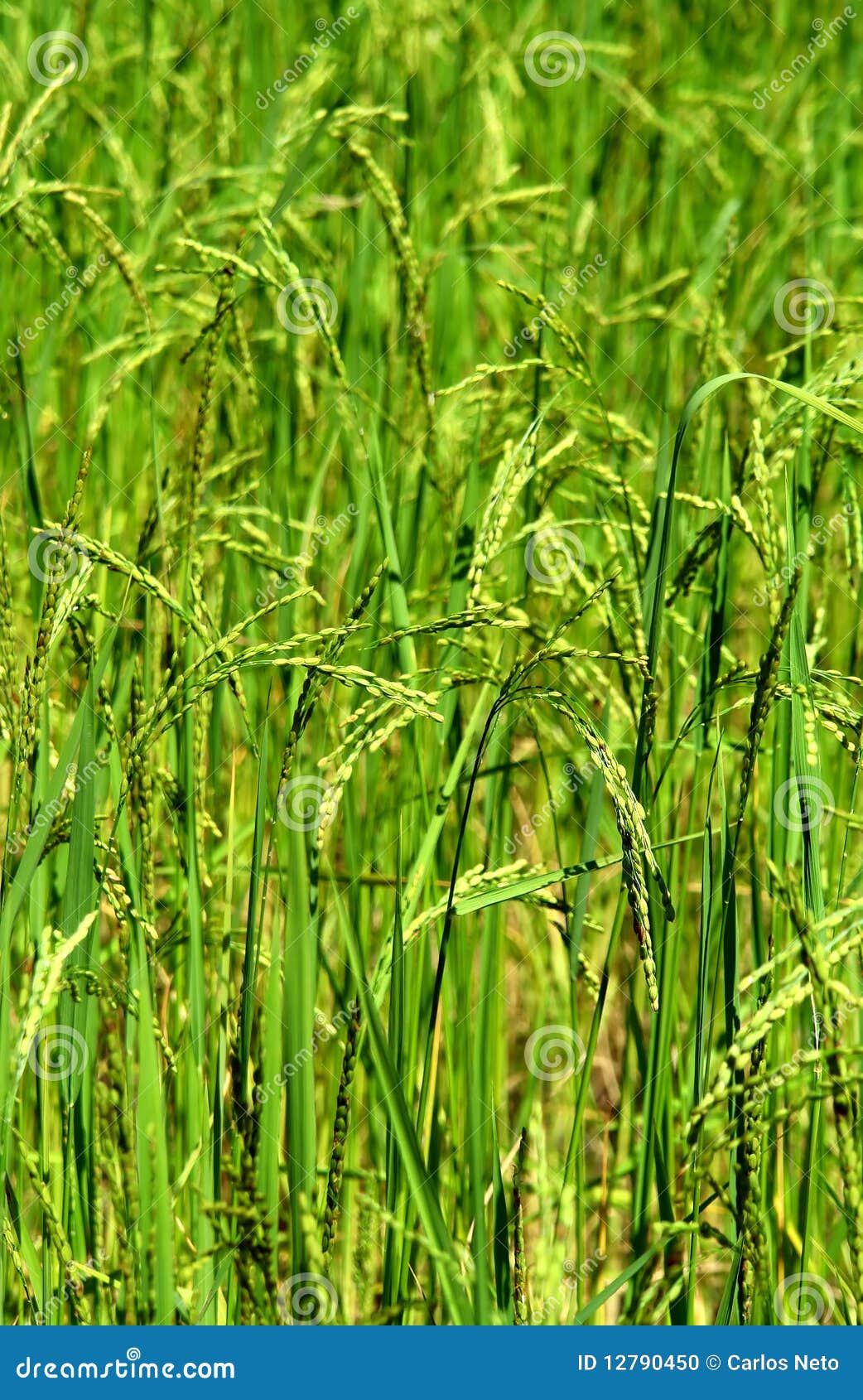 Green Rice Field Texture Wallpaper Picture. Image: 12790450