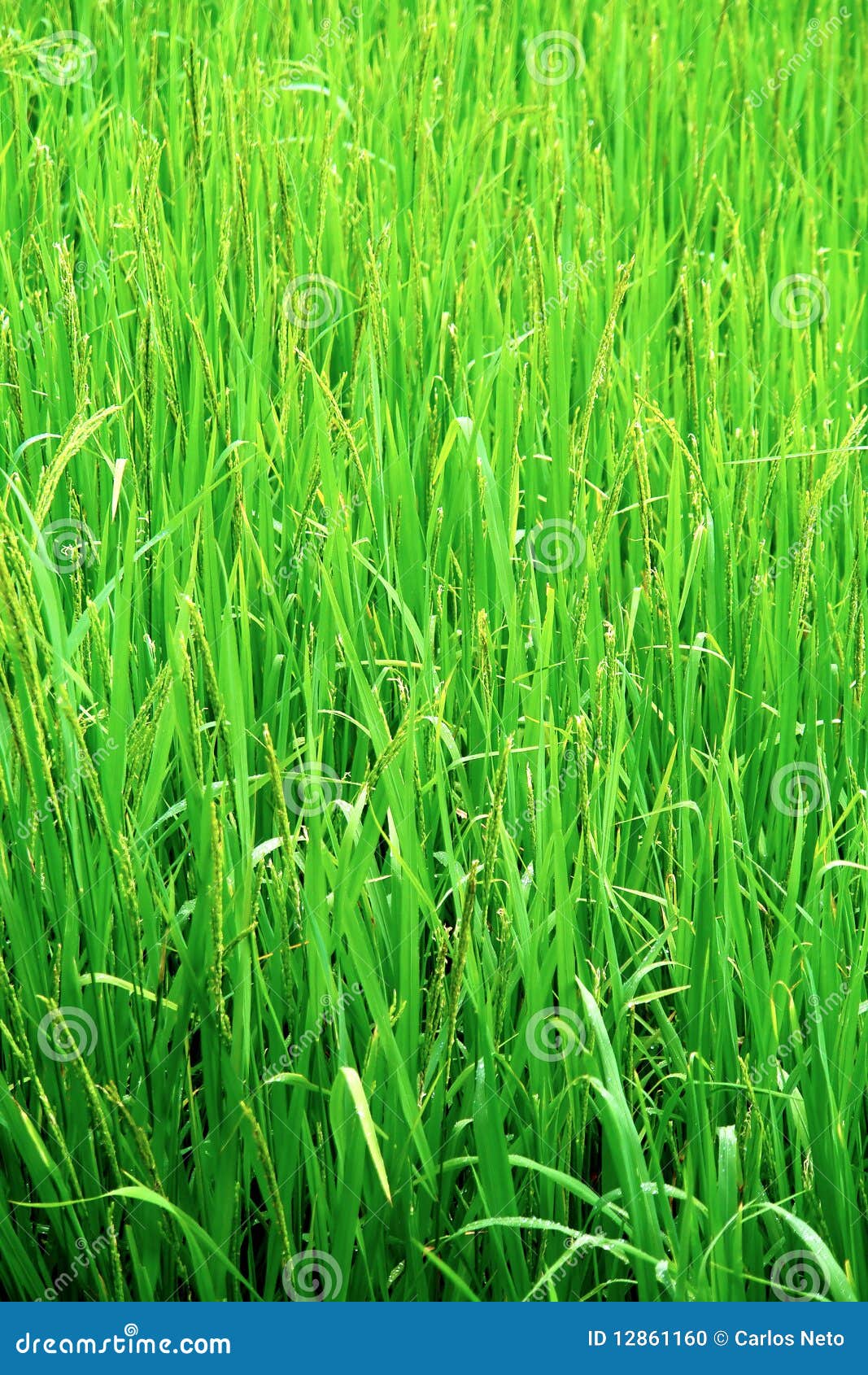 Green Rice Field Texture Wallpaper Stock Photo - Image of green, asia ...