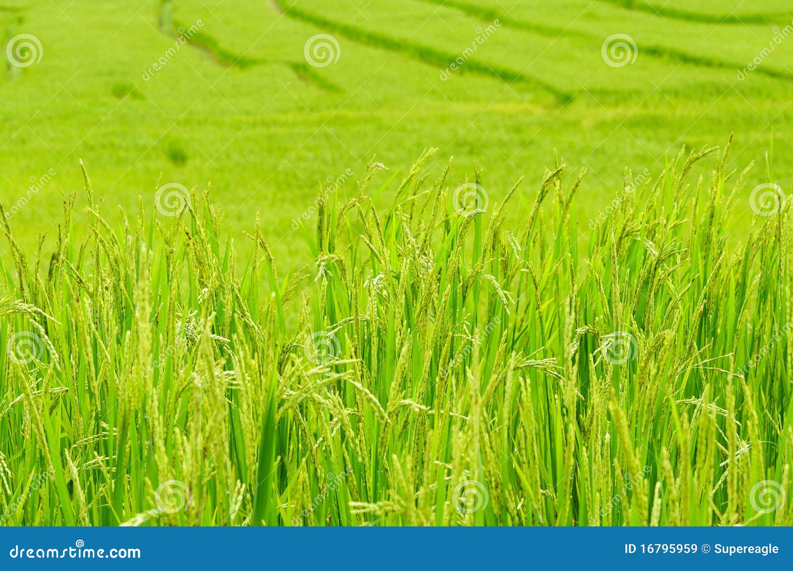 Green Rice Field in Thailand Stock Image - Image of environment ...
