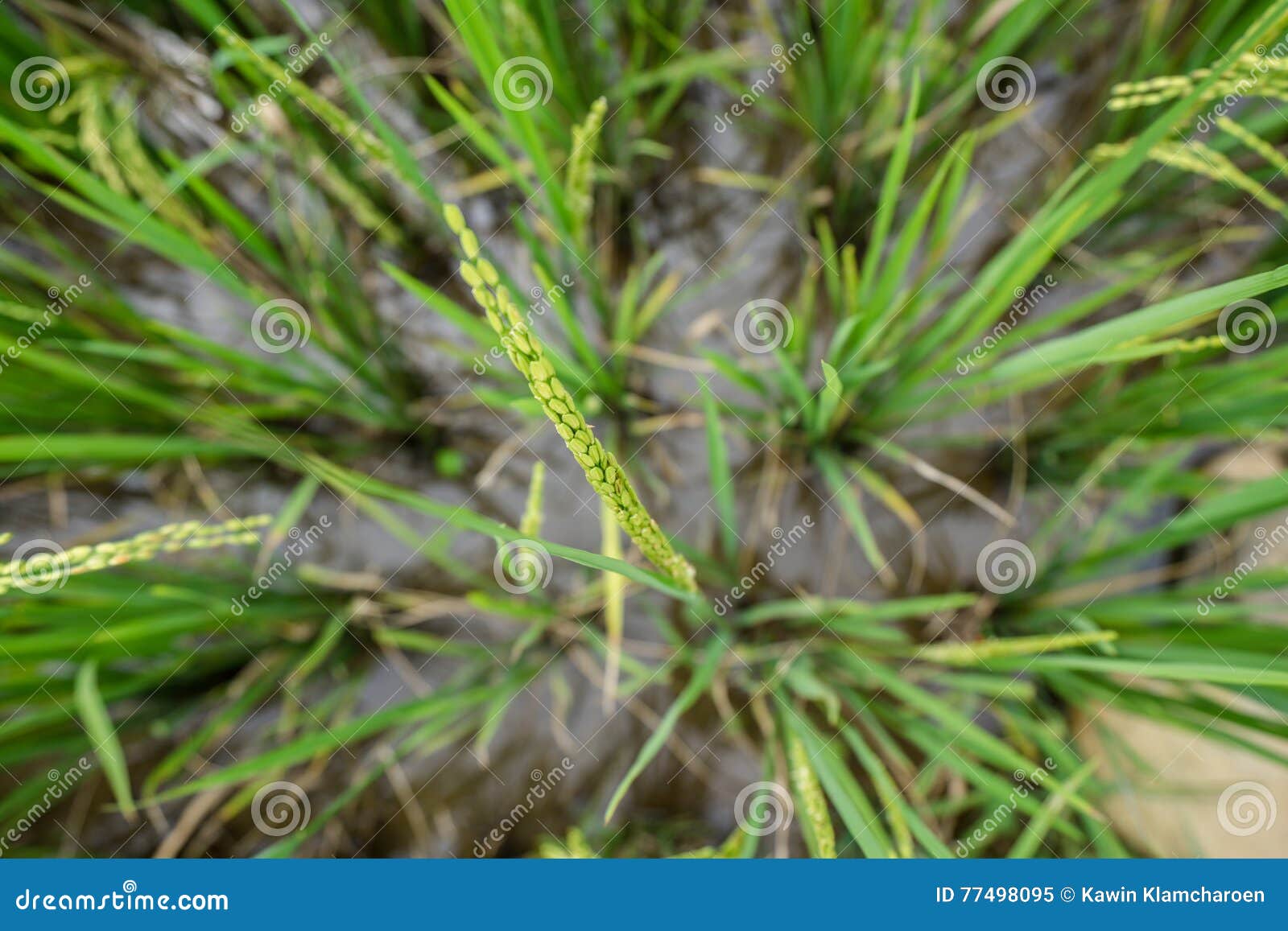 Green Rice Field on Top View Stock Image - Image of summer, grass: 77498095