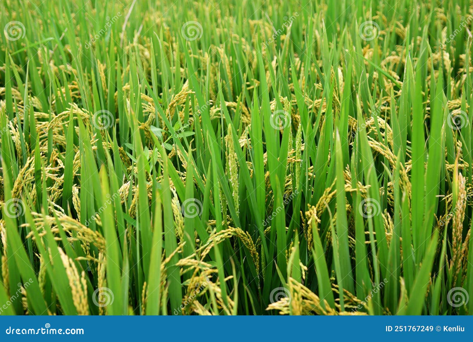 A Green Rice Field Under the Sun Stock Image - Image of grass, chinese ...