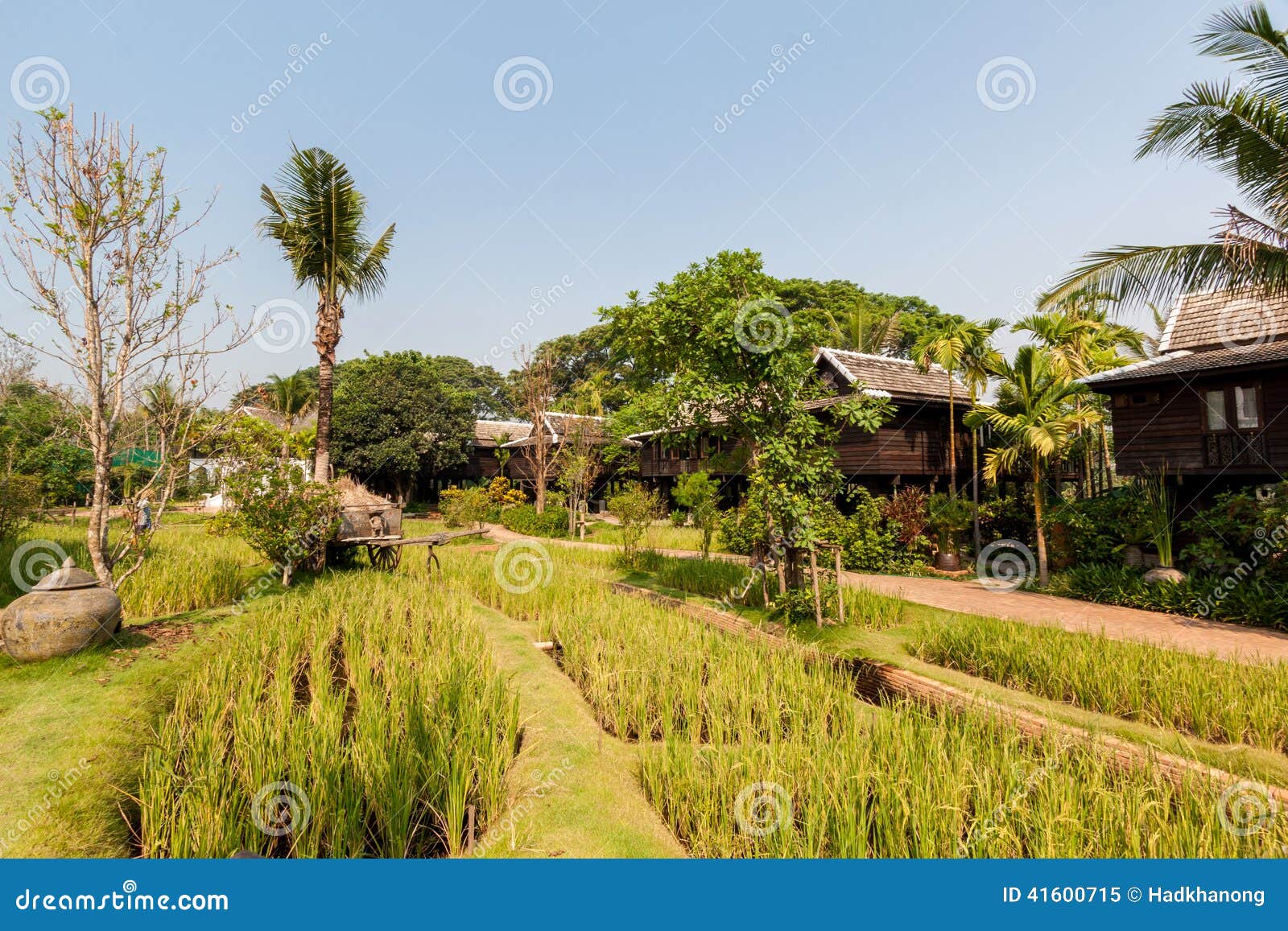 Green Rice Field in the Villa,Thailand Stock Image - Image of tropical ...