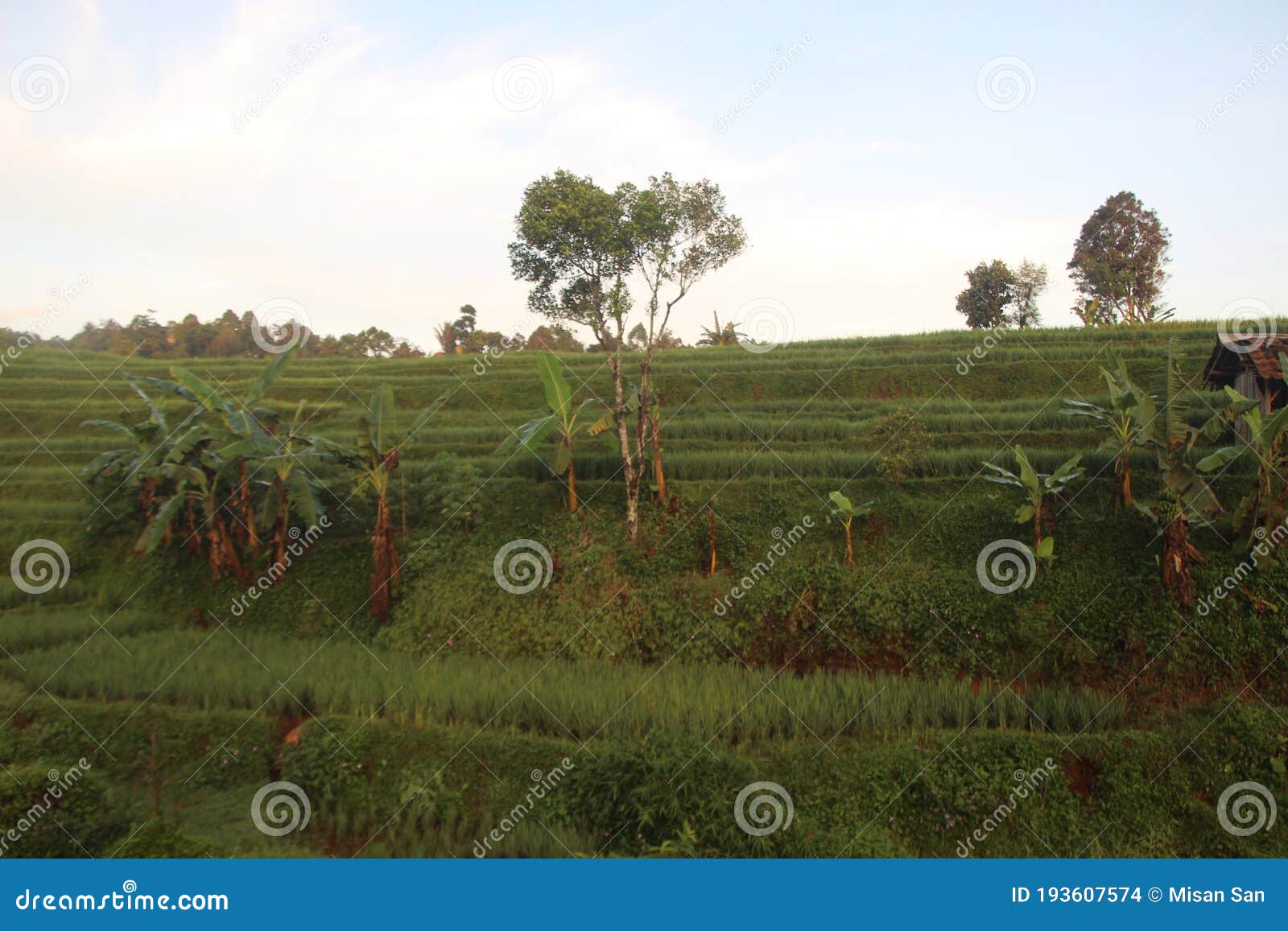 Green Rice Field in West Java Stock Photo - Image of harvest, farmland ...