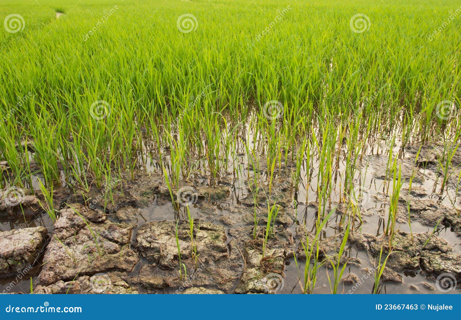 Alluvial Soil Crops
