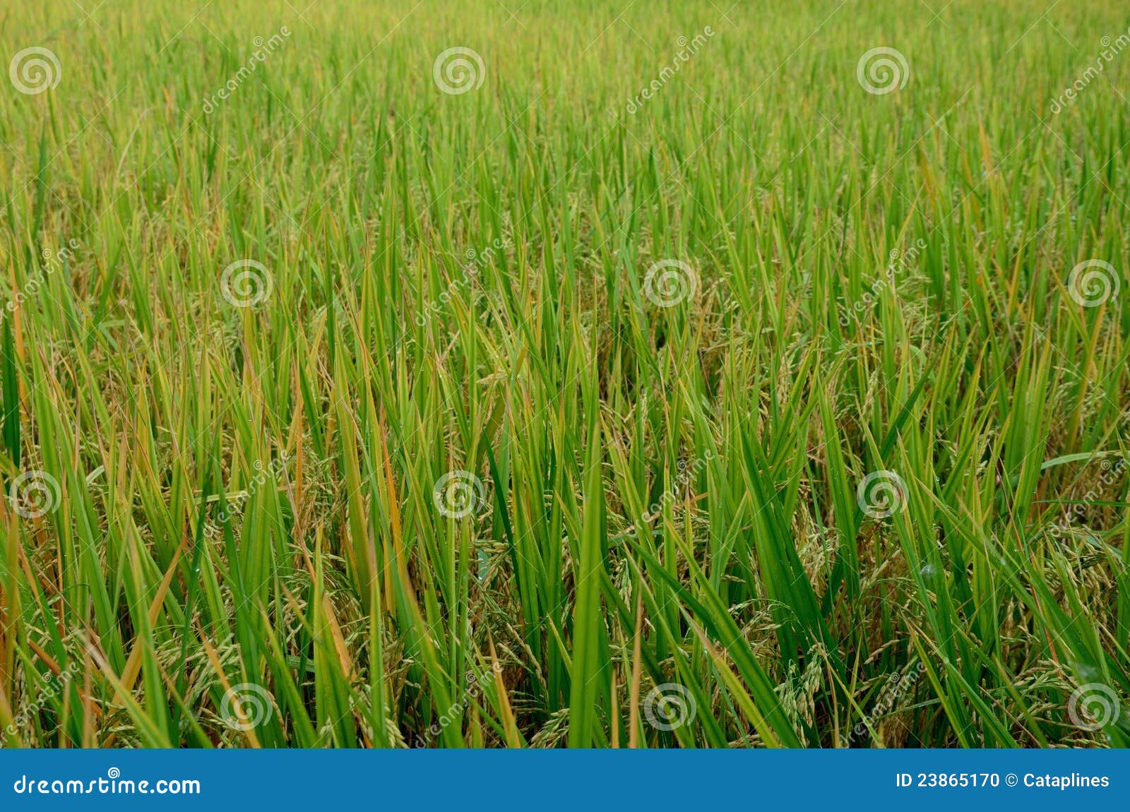 Green rice fields stock photo. Image of countryside, land - 23865170