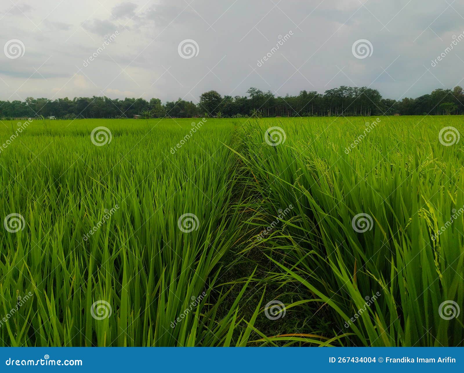Green rice fields stock photo. Image of scenary, green - 267434004