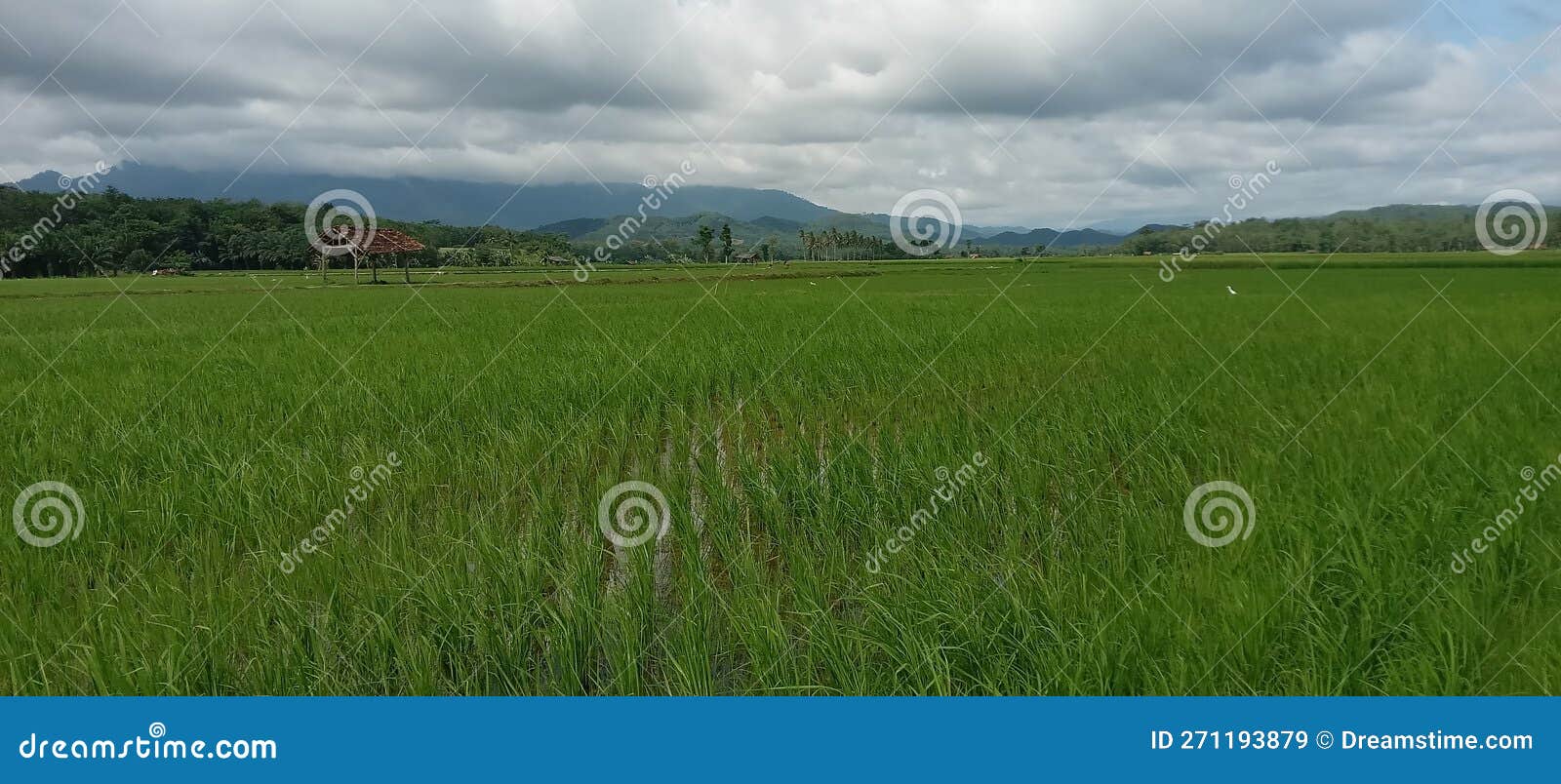 Green rice fields stock image. Image of nature, steppe - 271193879