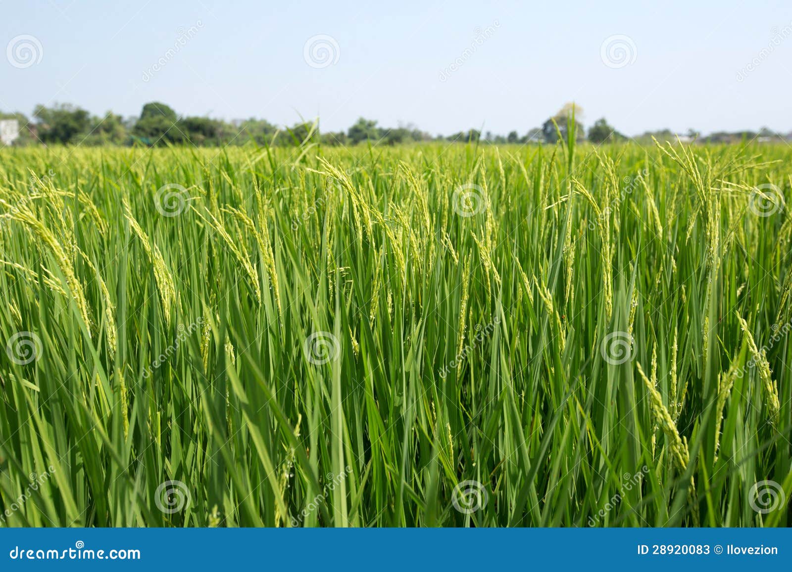 Green rice fields stock image. Image of backdrop, dirt - 28920083
