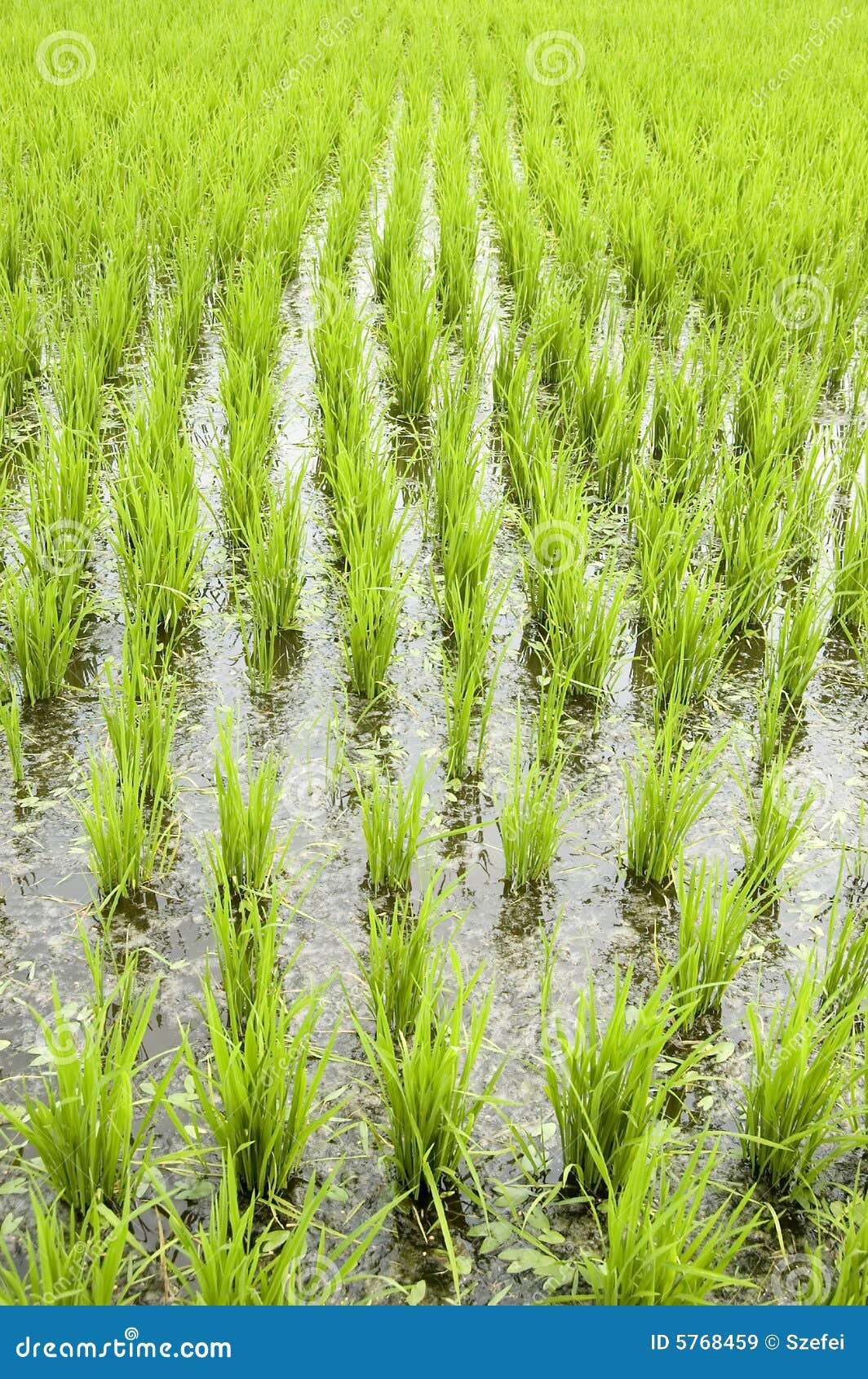 Green rice fields stock image. Image of growing, farm - 5768459