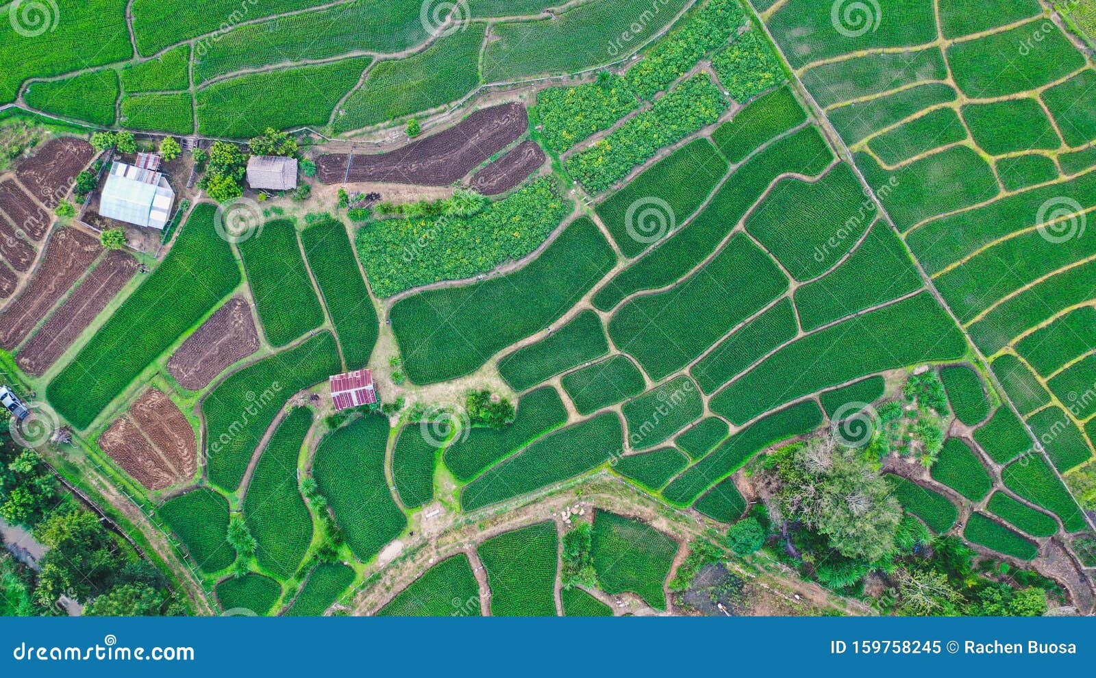 Green Rice Fields from Above in Pai Stock Image - Image of harvest ...