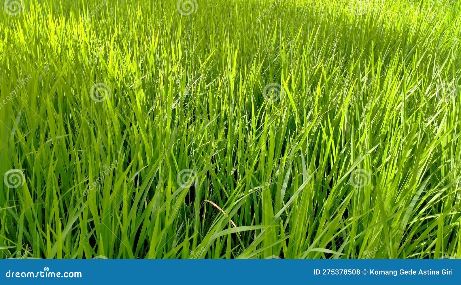 Green rice fields in Bali stock photo. Image of fields - 275378508