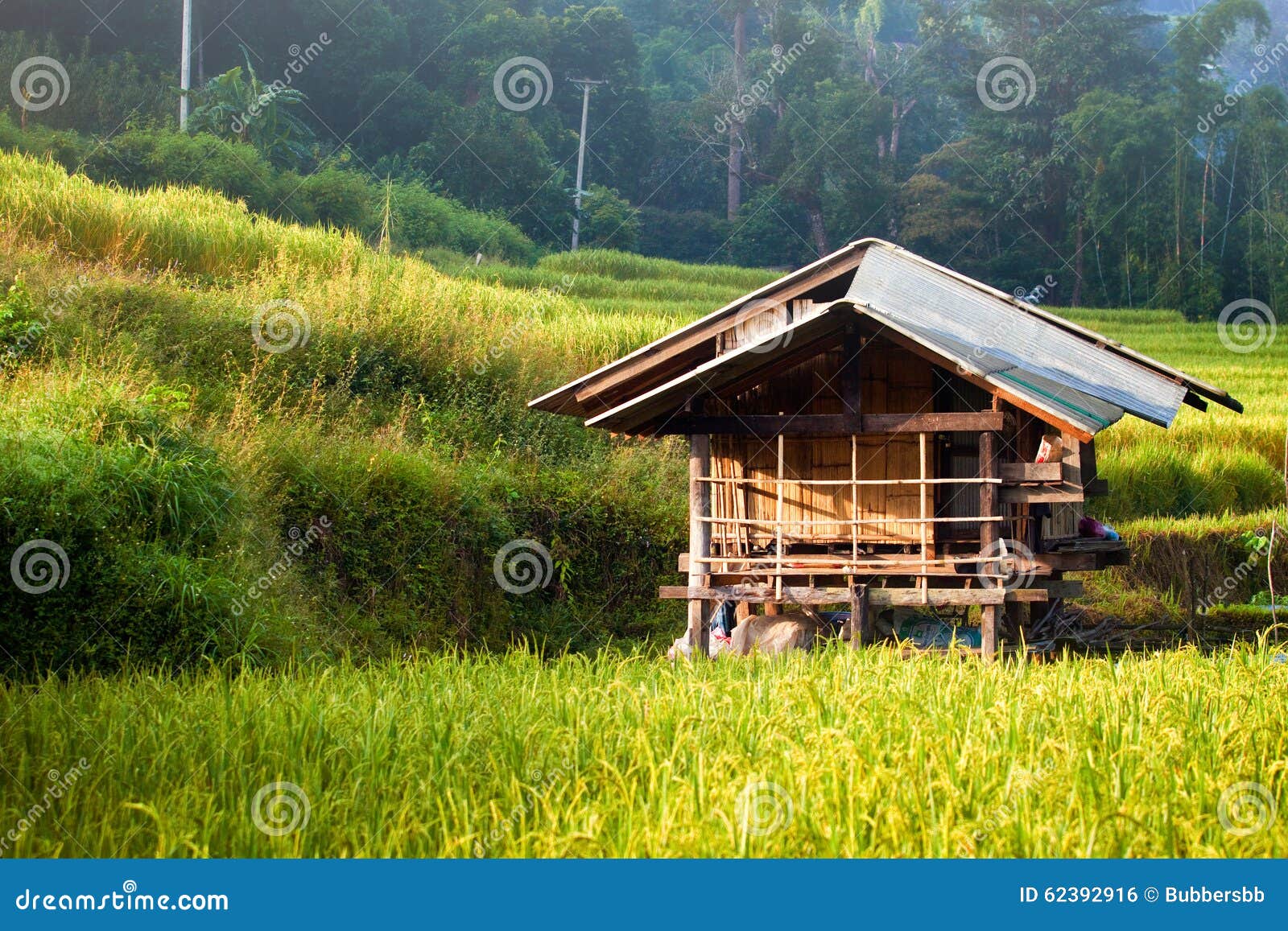 Green Rice Fields in the Central Valley. Stock Photo - Image of pretty ...