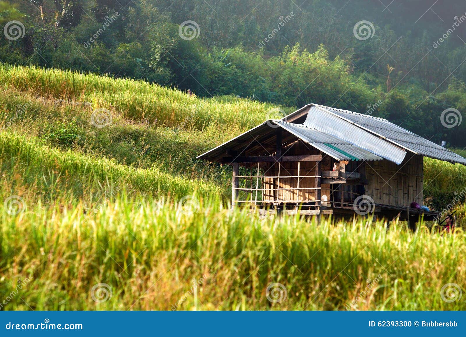 Green Rice Fields in the Central Valley. Stock Photo - Image of ...